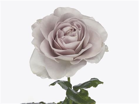 Роза фиолетового цвета, фото | Global Flowers Club