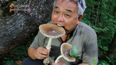 벌레가 먹는 버섯은 인간도 먹을 수 있다 Youtube