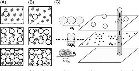 figure 1 from random sequential adsorption model for protein adsorption