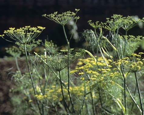 When To Plant Fennel Homes And Gardens