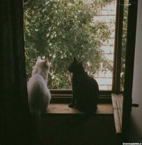 عکس سه گربه برای پروفایل