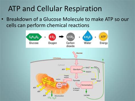 Atp And Cellular Respiration A Biology Presentation