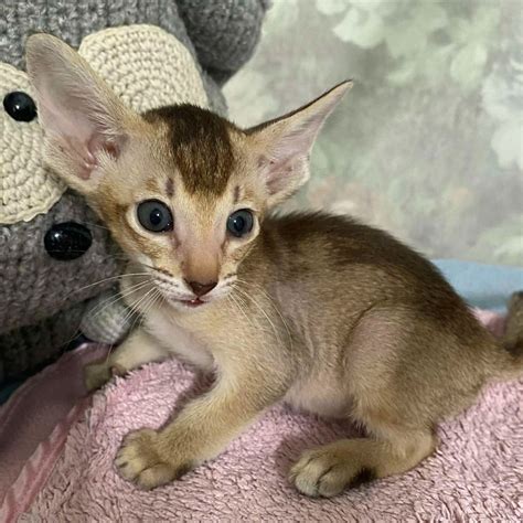 Purchase Oriental Kittens Cats From Usa Breeders