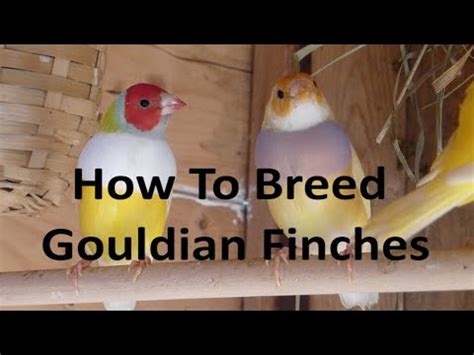 How To Breed Gouldian Finches Youtube