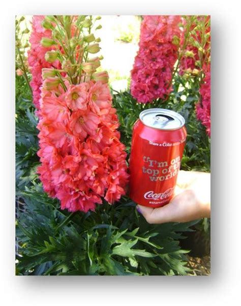 Дельфиниумы Delphinium дельфиниум Red Lark