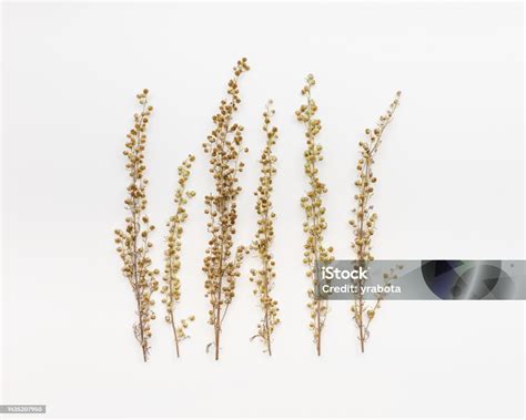 밝은 흰색 배경에 노란색 꽃이 있는 말린 식물 쑥을 닫습니다 야생 필드 허브 상위 뷰 줄기 약용 잔디 쑥 약초 및 민간 요법