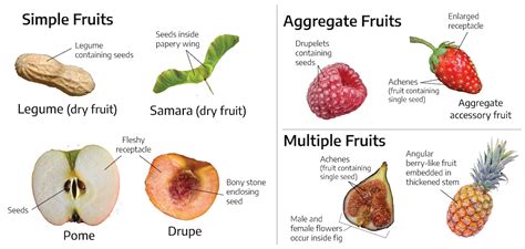 Simple Fruit Examples