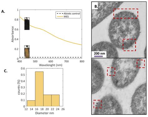 Confirmation Of Gold Nanoparticle Synthesis Aunps In An Download