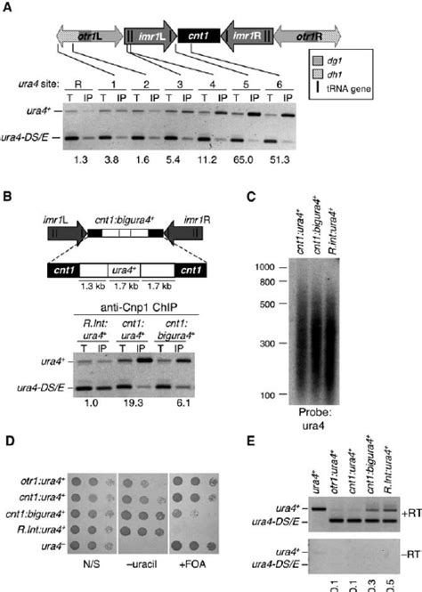 Cenp A Cnp1 Chromatin Can Associate With Noncentromeric Download