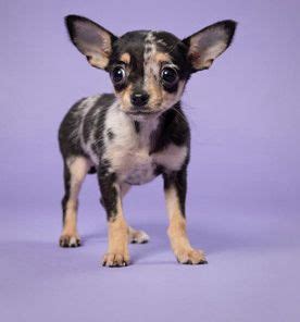 Itzy Bitzy Puppy Area