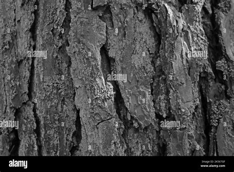 A Grayscale Of Tree Bark For Background Stock Photo Alamy