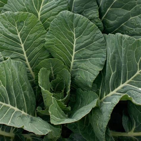 Collards Vates Plantnmore