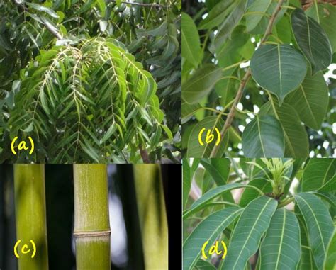 CBSE Papers Questions Answers MCQ CBSE Class 7 Science CH17 Forests Our Lifeline