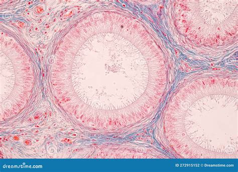 Histological Epididymis And Testis Human Cells Under Microscope Stock