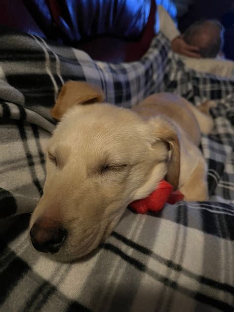 ცხოველთა გადარჩენის ცხოველთა გადარჩენის სახალხო ფრონტი