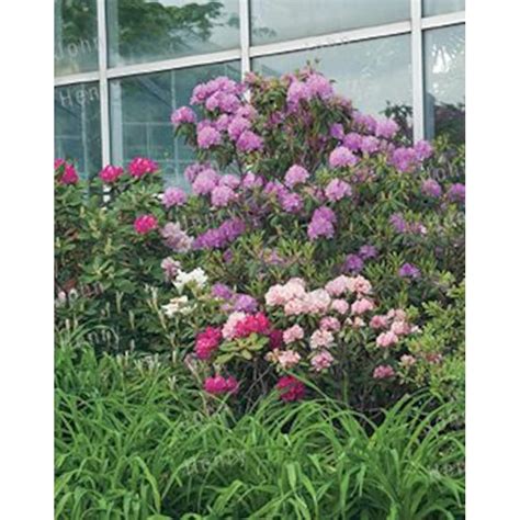 Plants Trees And Flowers Homedepot Ca