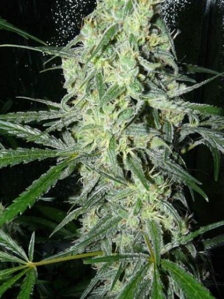 Sex Bud Feminized Cannabis Seeds By Female Seeds Sensible Seeds