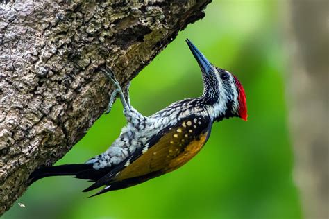 Amit Dutta Insearchpk