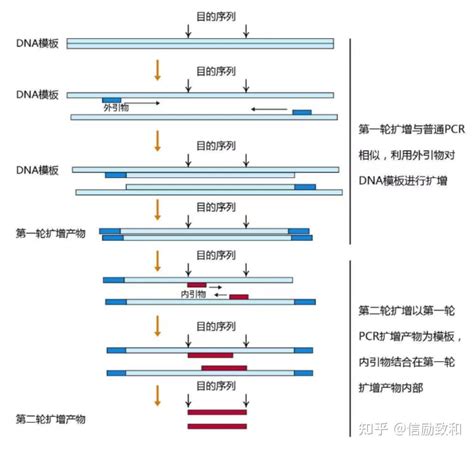知识分享 学会几种pcr，走遍天下都不怕！ 知乎