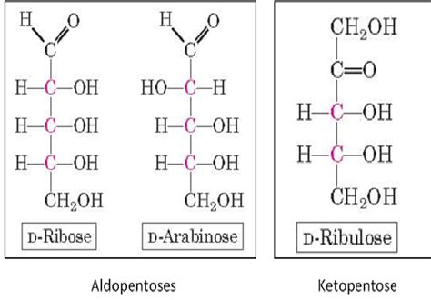 D Pentose Sugars Aldopentoses And Ketopentose Download Scientific
