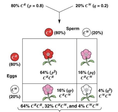7 Rokas Microevolution Flashcards Quizlet