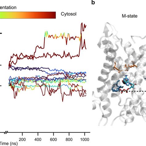 Simulated Binding Pathways Of Gdp To Ucp1 In The C State And M State
