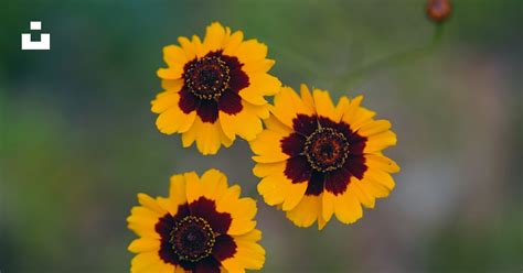 흐릿한 배경을 가진 세 개의 노란색과 빨간색 꽃 사진 Unsplash의 무료 데이지 이미지