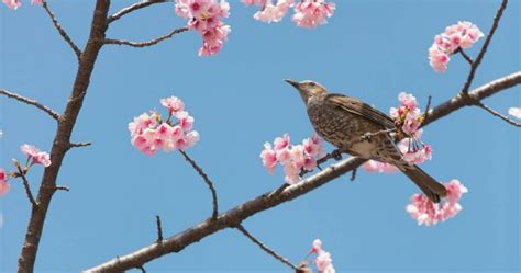 事業、財運、愛情、健康運誰好？本週12生肖運勢排行榜「2生肖」熬出頭 │ 女孩要幹嘛
