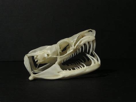 Emerald Tree Boa Has Unique Camouflage And Hunting Adaptations