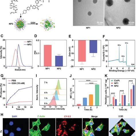 characterization intracellular uptake and location of np2 a