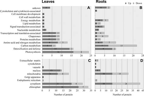 Functional Classification A And B And Subcellular Localization C And