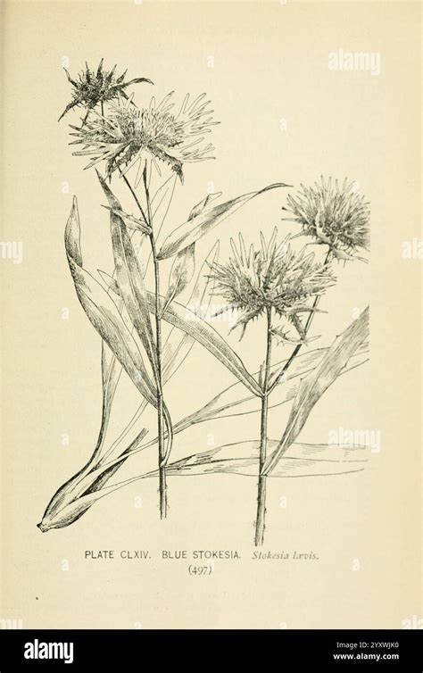 Southern Wild Flowers And Trees New York Stokes 1901 Botany