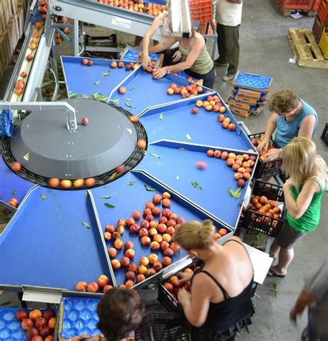 sorting grading packaging line for peaches processing sorting grading