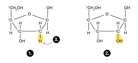Carbohydrates Structure And Function