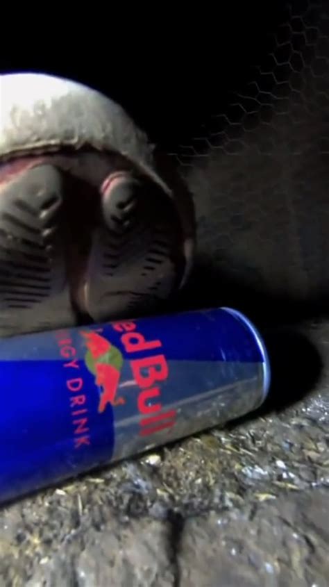 Dripping Cock Rdiscordvideos