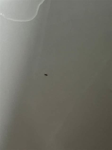 이거 무슨벌레일까요ㅠㅠ 화장실 욕실에서 완전작은벌레 지식in