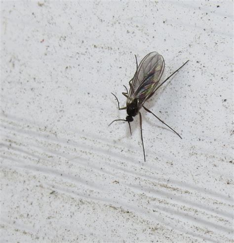 Bug Eric Compost Insects