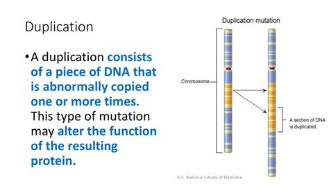 The Mechanism Of Chromosome Gene Mutation The Theory Of Mutation Of Hugo De Vries Online
