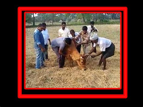 Andhra Pradesh Pregnant Cow Sexually Assaulted Case Registered For
