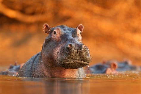 When Hippos Fly New Study Reveals Cool Fact