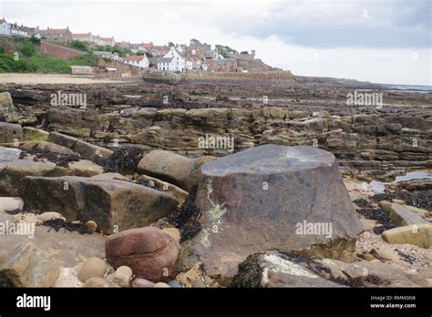 Lepidodendron Tree Trunk Fossil Scottish Carboniferous Geology Exposed On The Fife Coast At