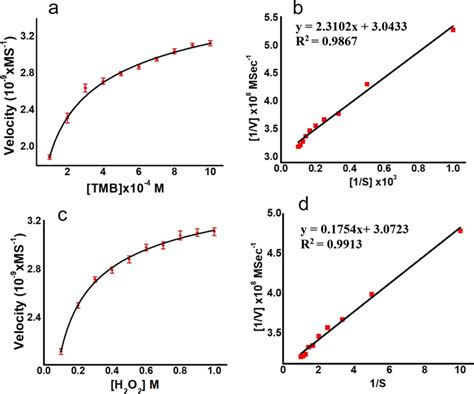 Steady‐state Kinetic Analysis Using The Michaelis‐menten Model A C Download Scientific