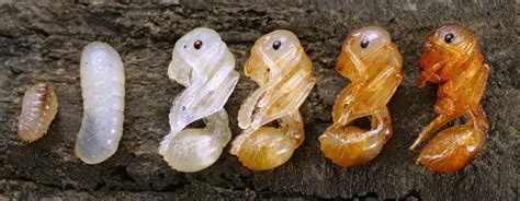 Hymenoptera Bees Wasps Ants Britannica