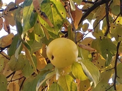 모과효능 모과수확시기 모과차만드는법 네이버 블로그