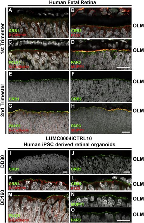 Localization Of The Crb Complex At The Outer Limiting Membrane In Human Download Scientific