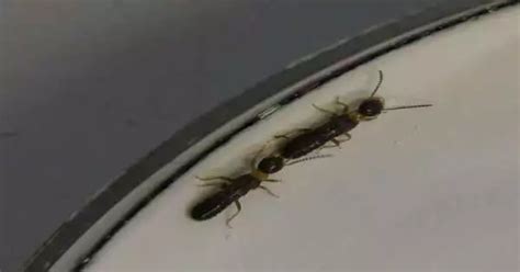 The Evolution Of Homosexual Relationships In Termites Is Dependent On