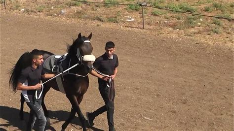 الخيلالعربية الحصانالعربي الحصان بطل الميادين شبح الليل ابن الفحل