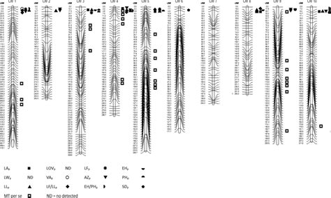 Quantitative Trait Loci Qtl Mapping Results For Plasticity Of Leaf Download Scientific