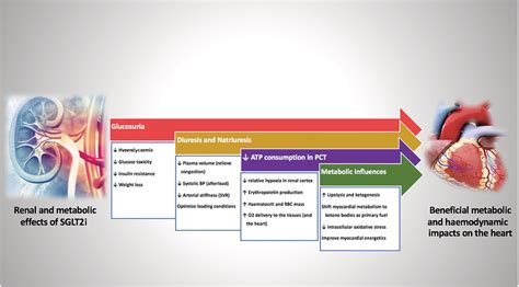 Indications And Monitoring Of Side Effects Of Sglt2i In Different Download Scientific Diagram Indications And Monitoring Of Side Effects Of Sglt2i In Different Download Scientific Diagram