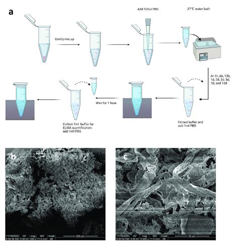 Properties Of Cgfs A Sample Preparation For Elisa Quantification Download Scientific